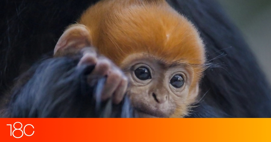 180.com.uy :: Un mono “increíblemente raro” nació en un zoo de Australia